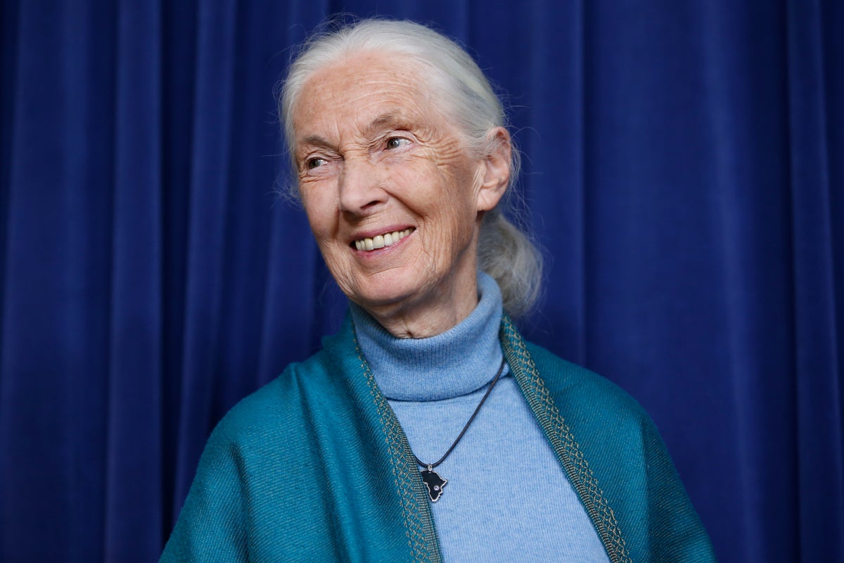 Muere Jane Goodall, la primatóloga que revolucionó la ciencia con sus ...
