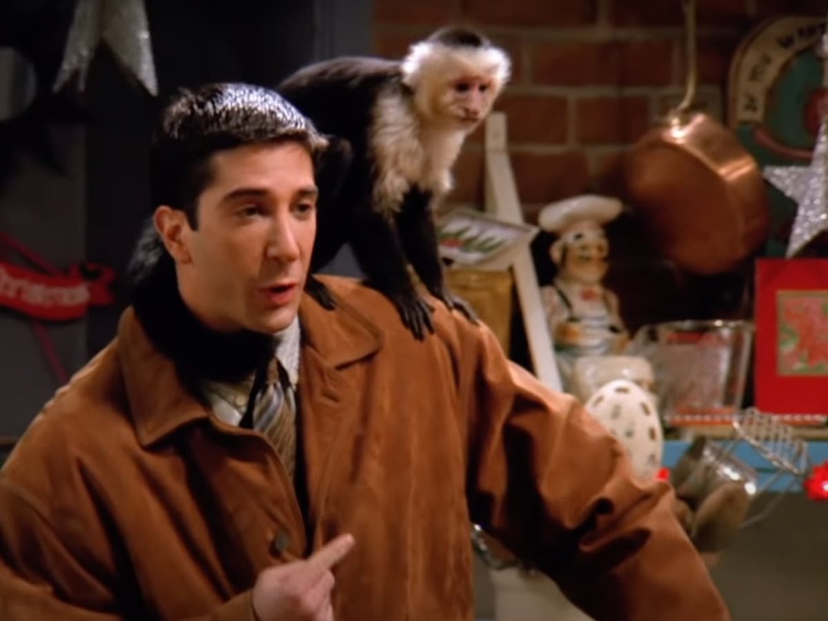 ¿Qué ha estado haciendo Marcel the Monkey desde Friends? | Independent ...