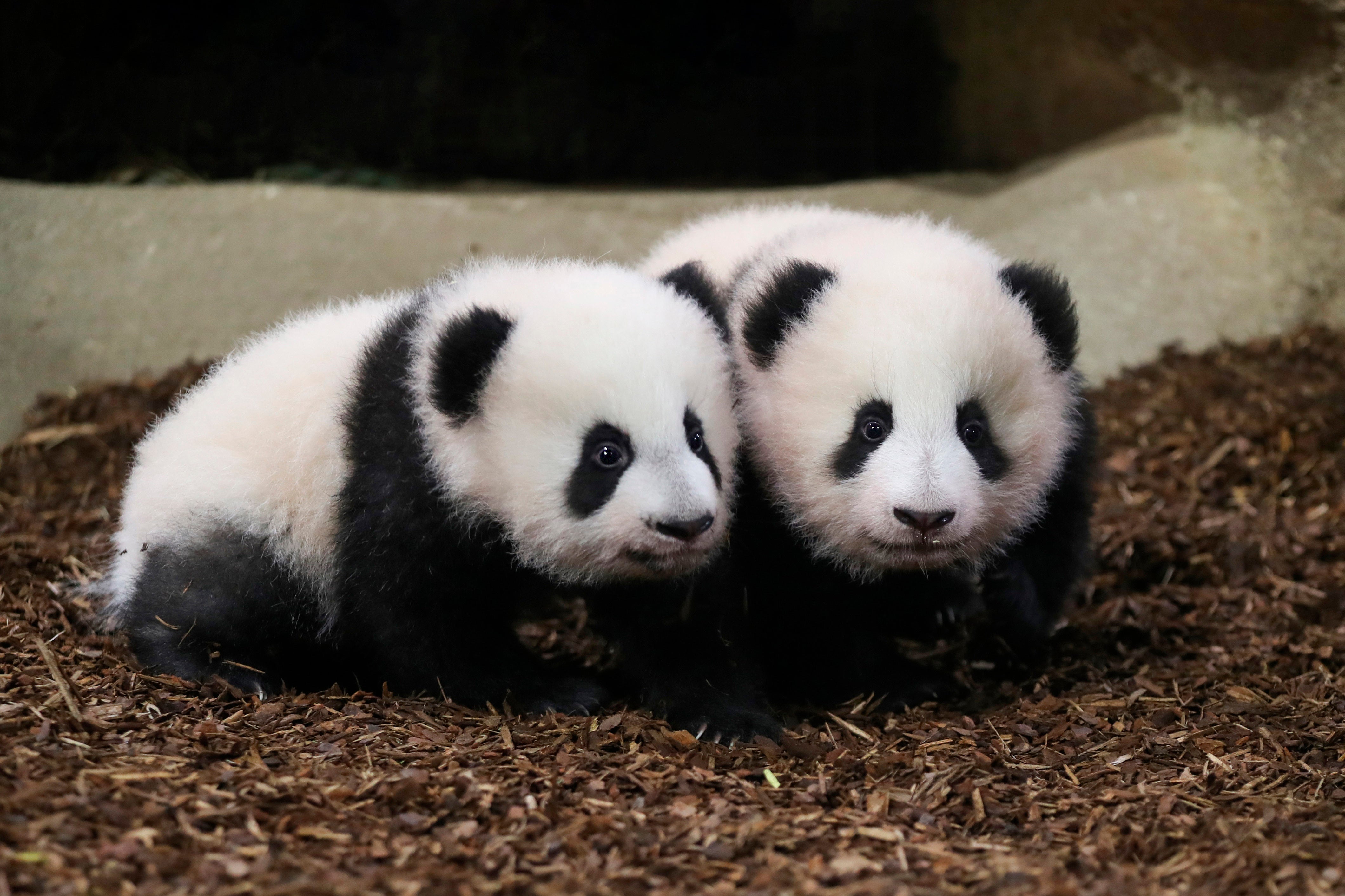 Francia: Cachorros de panda dan 1ros pasos en público en zoo | Independent Español