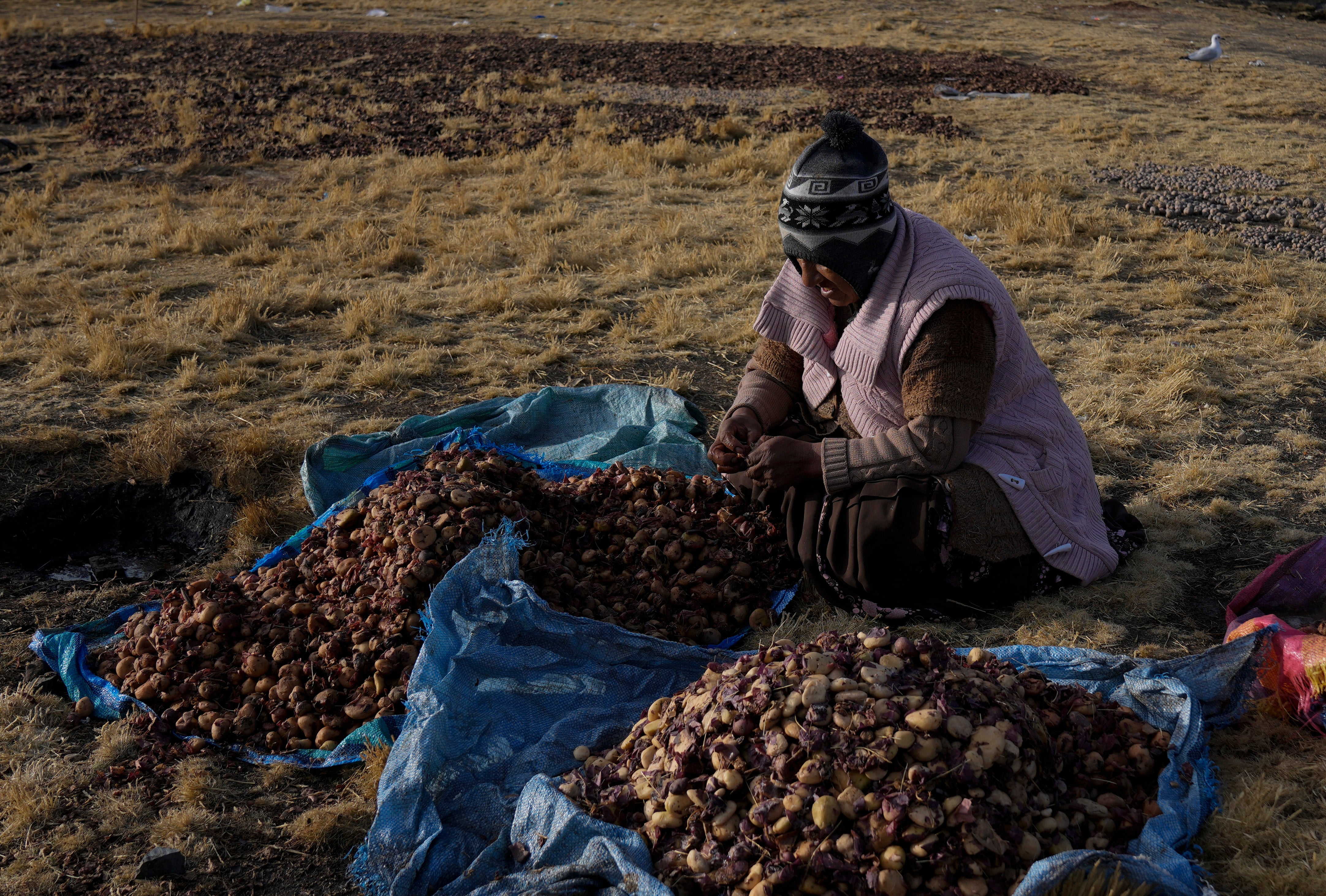 El chuño boliviano, un secreto para que la papa sea eterna ...