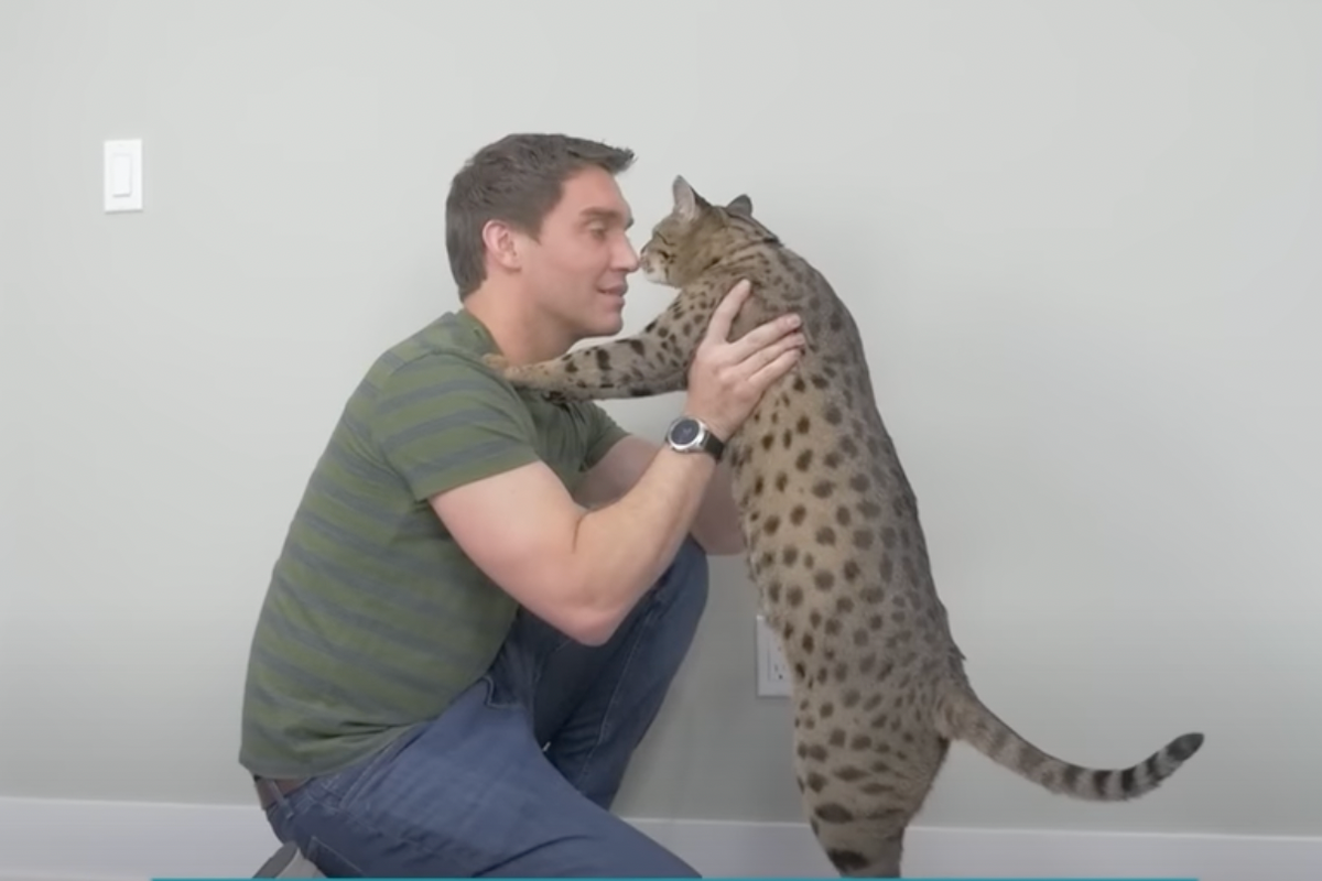 Gato rompe récord mundial como el más alto vivo | Independent Español