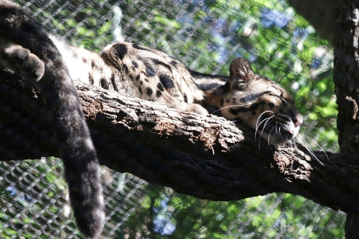Investigan cómo se fugó una leoparda en zoo de Dallas | Independent Español