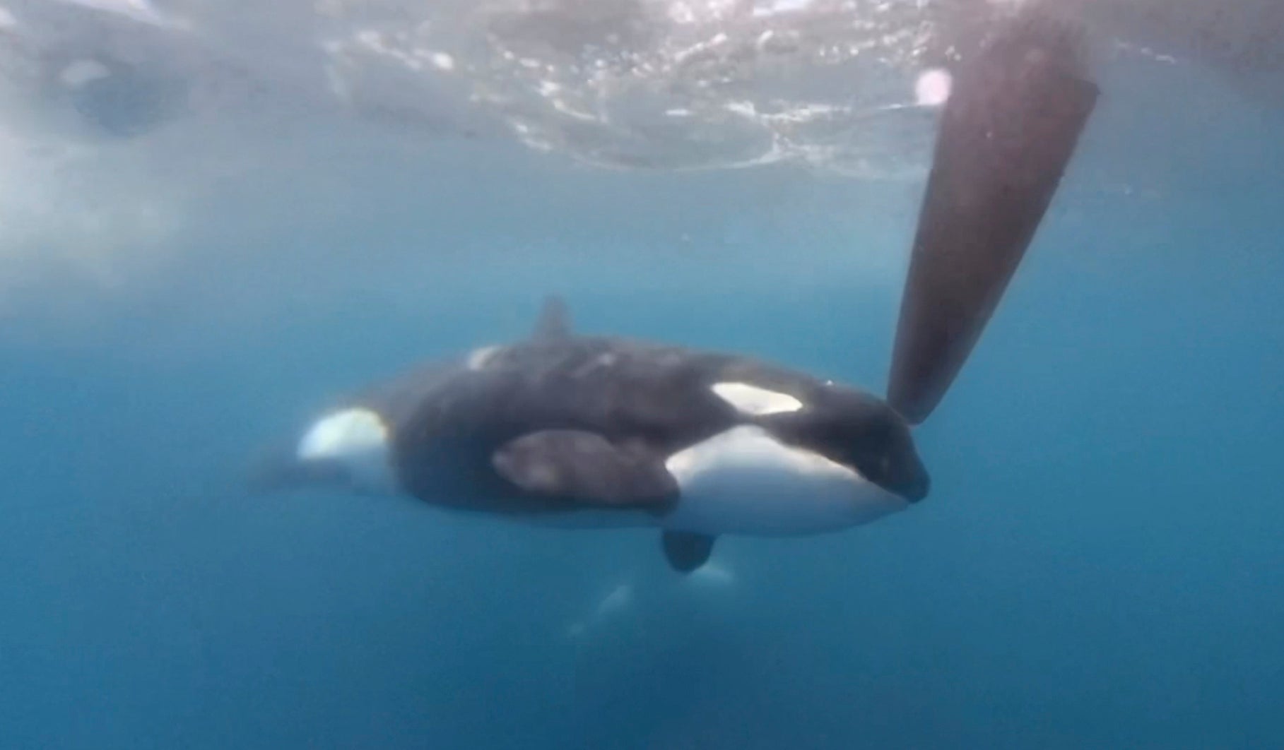 Orcas perturban regata cerca de España en otra muestra de comportamiento peligroso | Independent ...