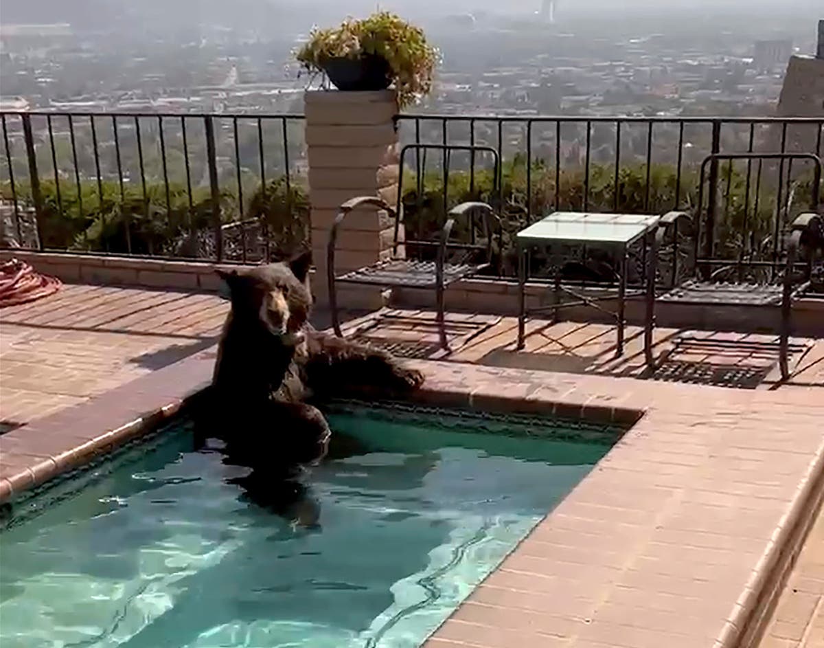 En plena ola de calor, un oso se baña en el jacuzzi de una casa en ...