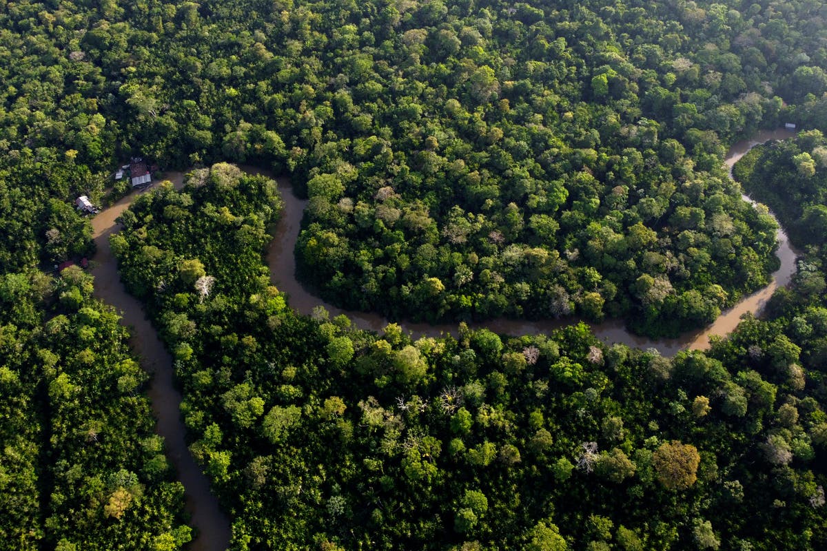 Ocho países de la selva amazónica inician cumbre en Brasil ...