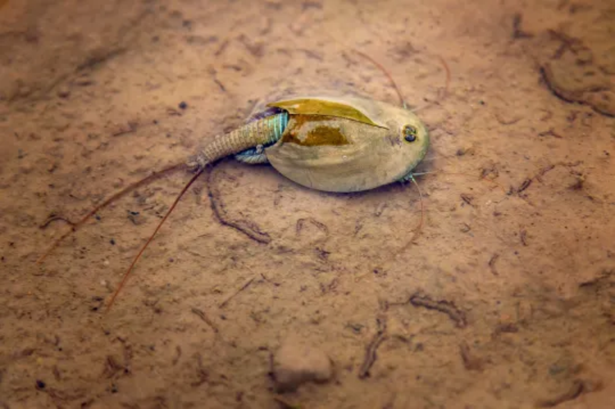 Camarones dinosaurio de tres ojos despertaron en el desierto de Nevada ...