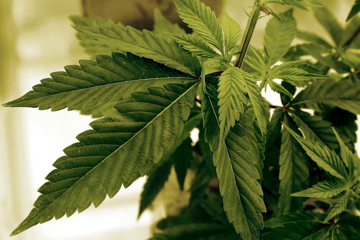 Renuncia futura jefa de regulación del cannabis de Minnesota tras ...