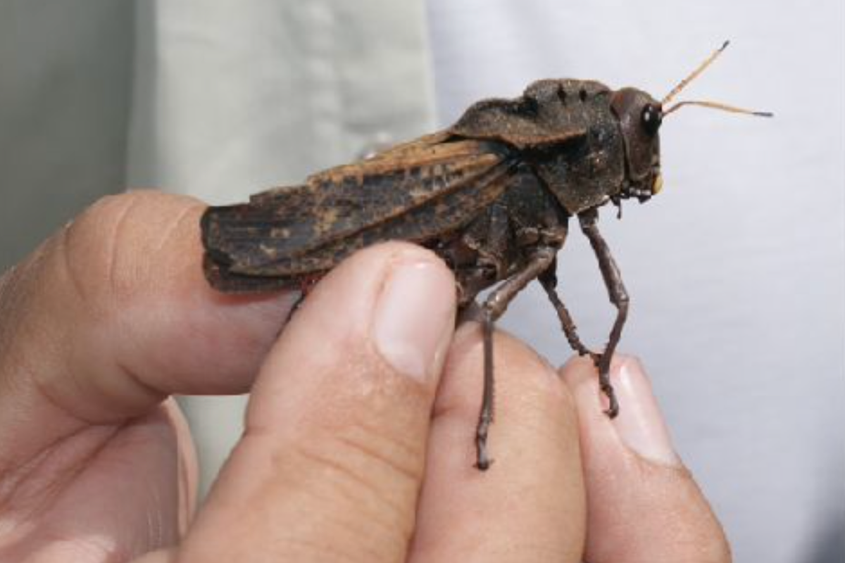 ¿Comienza el fin del mundo? Plaga de langostas invade el cielo de ...