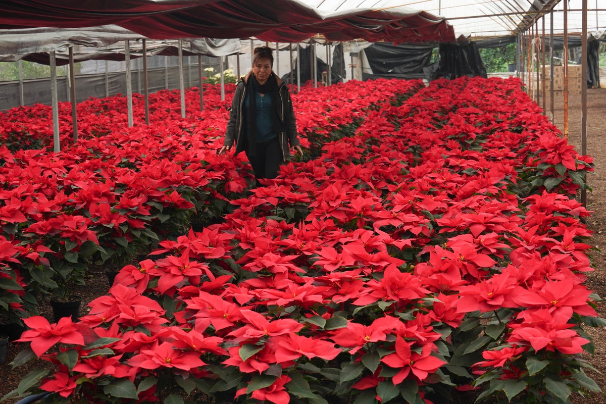 ¿Poinsettia? ¿Nochebuena? La flor que es un símbolo de la Navidad tiene ...