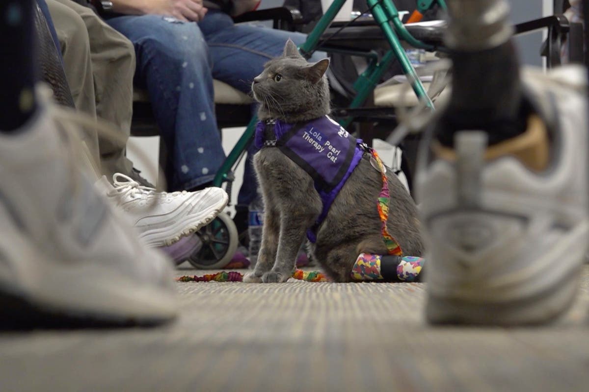 Therapy Cat Teams: Making a Difference in Communities Across the US ...
