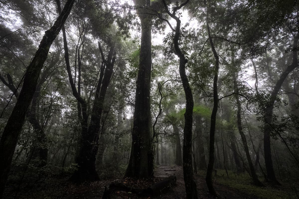Fe y veneración por la tierra lideran esfuerzo para conservar bosques ...