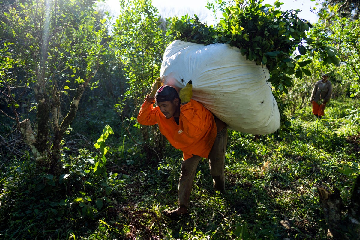 AP FOTOS: En el noreste de Argentina, la yerba mate es toda una forma ...