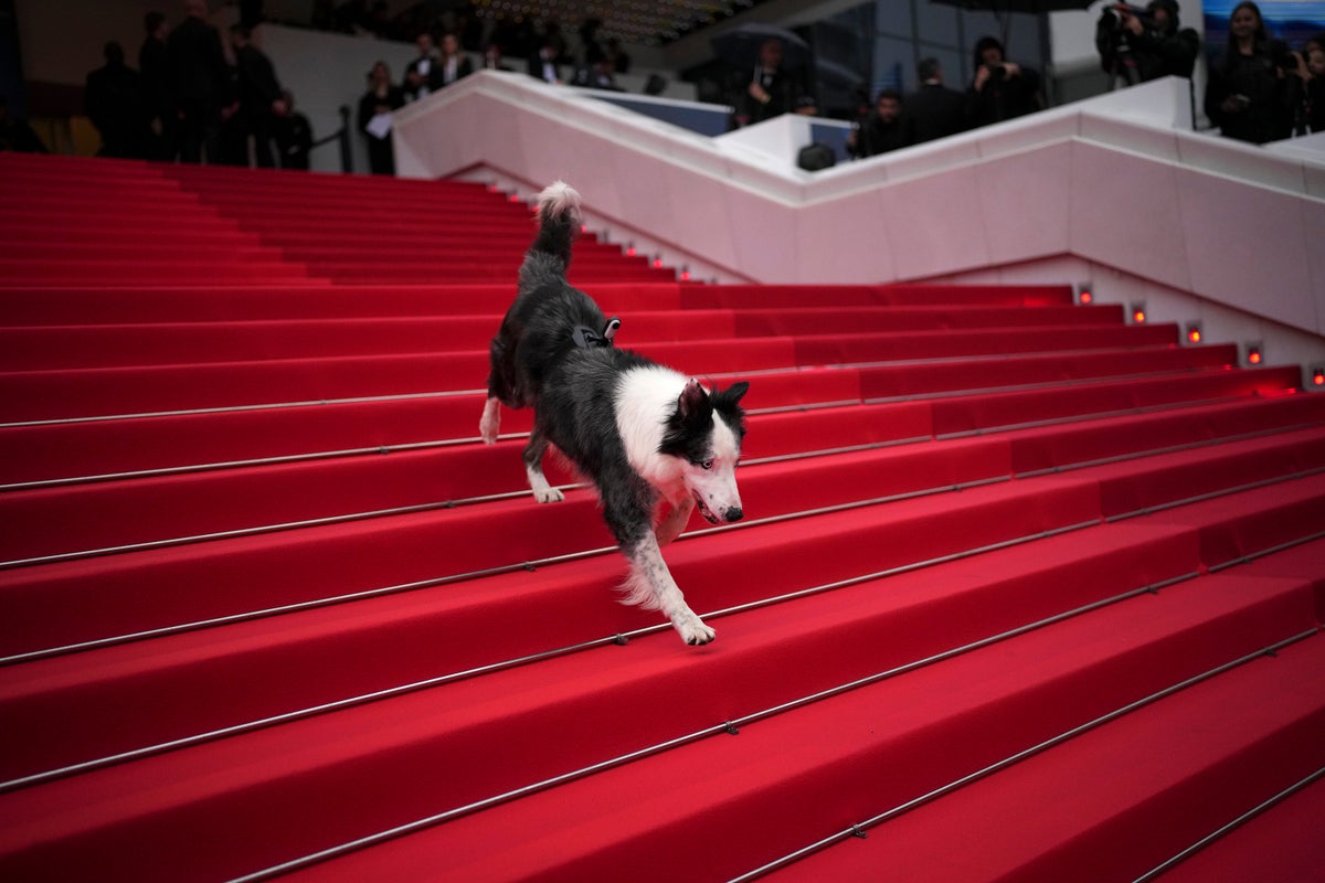 El perro Messi llega a Cannes | Independent Español
