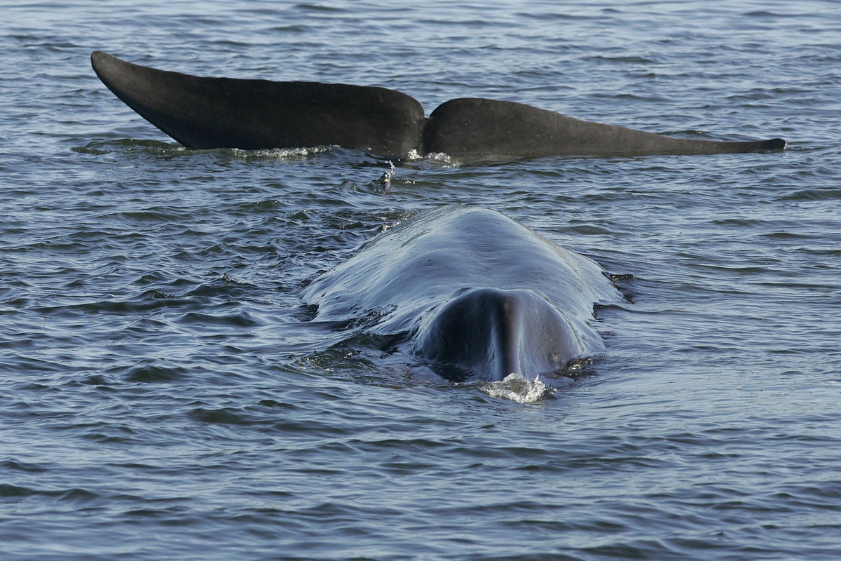 Islandia autoriza la caza de 128 ballenas de aleta este año ...