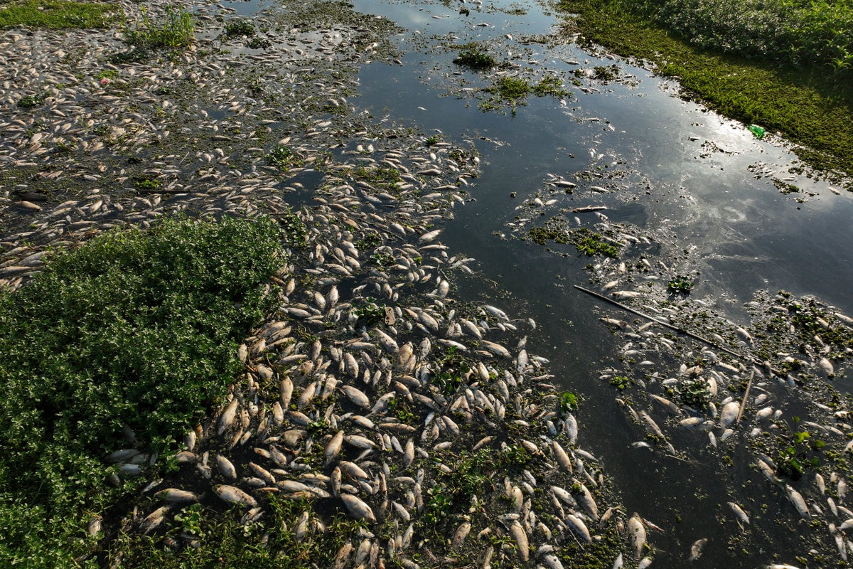 Toneladas de peces muertos cubren río de Sao Paulo tras el supuesto ...
