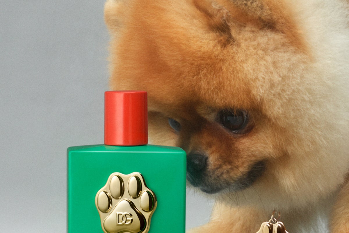 Dolce & Gabbana lanza Fefé, su nueva fragancia para mascotas ...