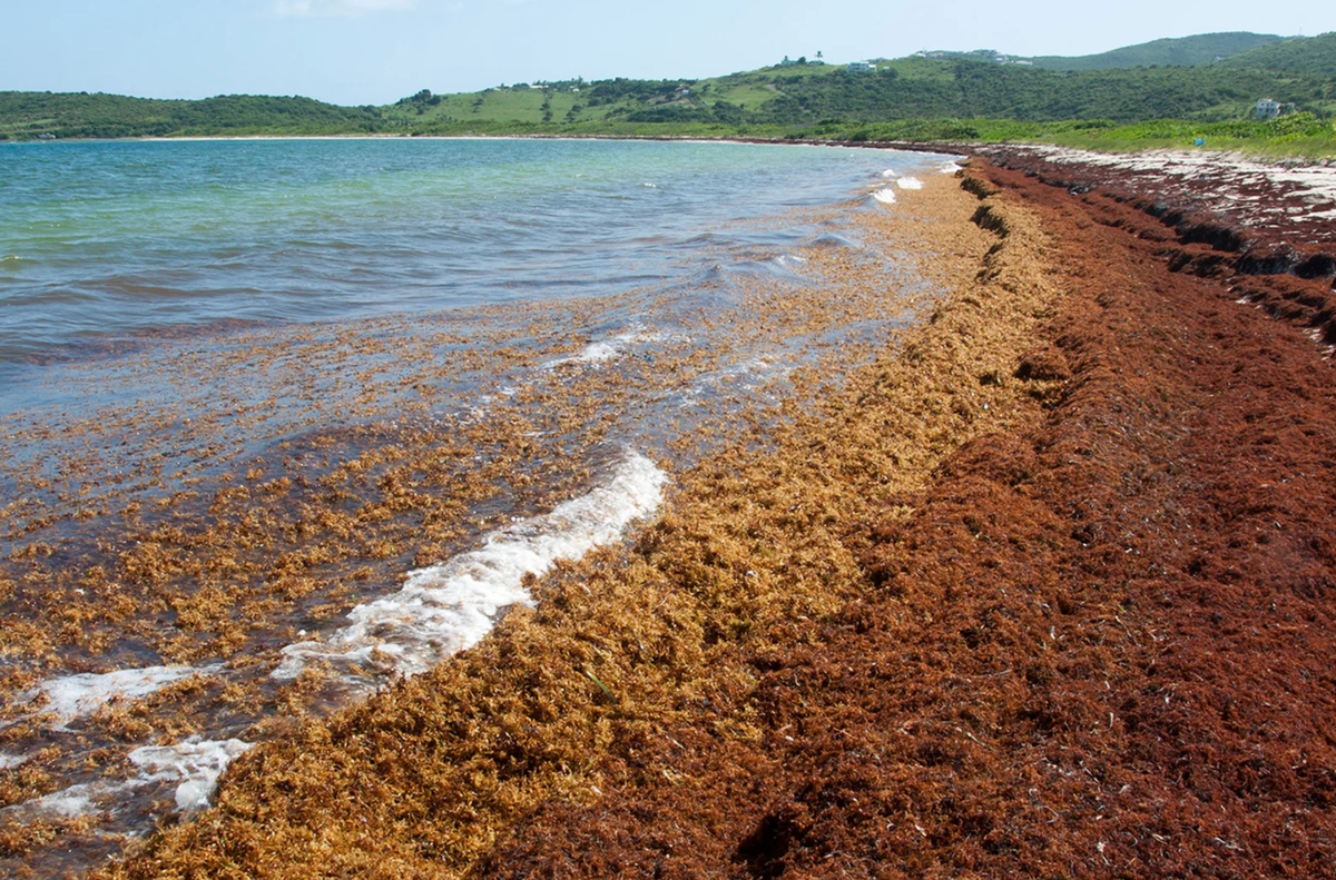 El Mar de los Sargazos: el “santuario de biodiversidad” atrapado entre ...