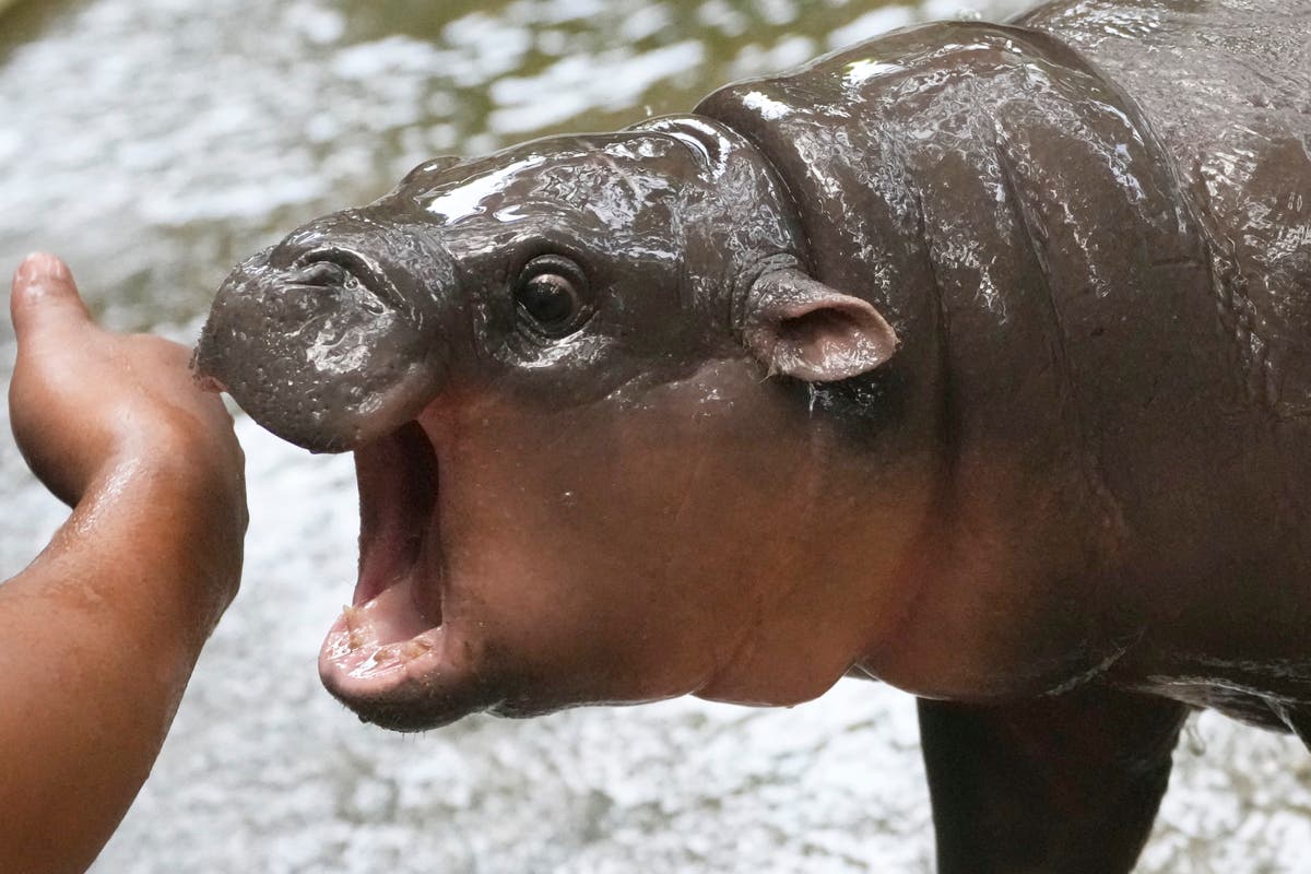 Adorable hipopótamo pigmeo tailandés Moo Deng genera miles de memes ...