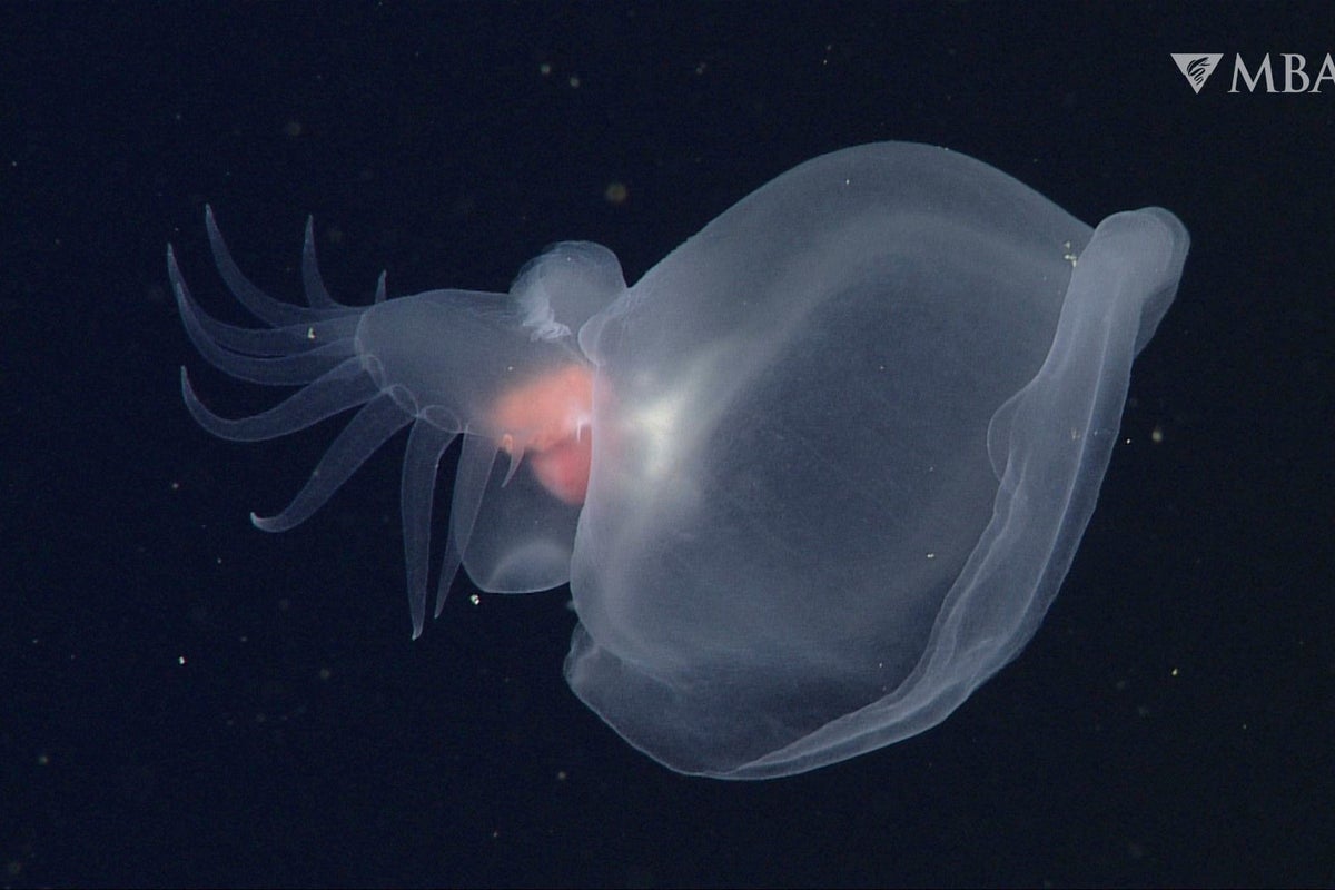 Investigadores de California descubren nueva babosa marina gelatinosa y ...